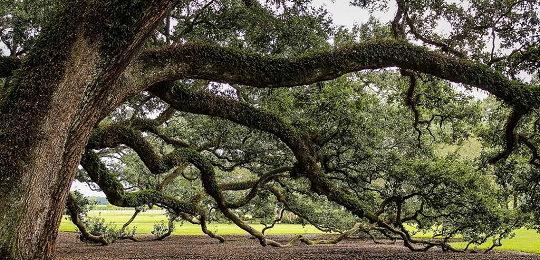 San Luis Obispo County Farm Bureau - Sudden Oak Death Update